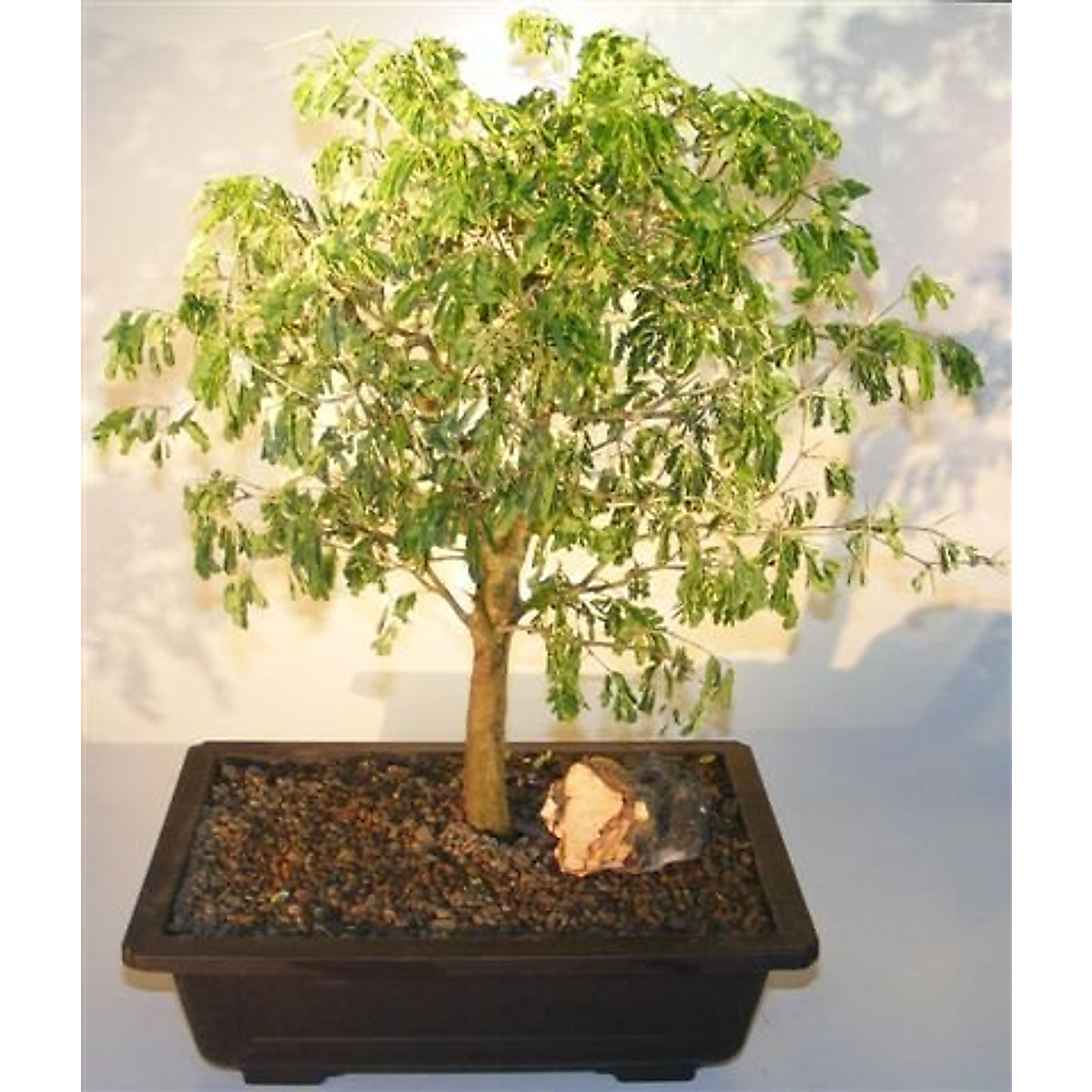 Bonsai Boy Flowering Brazilian Raintree Bonsai Tree pithecellobium tortum