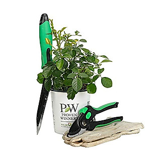 Proven Winners ROSPRC2047800 Ringo Rose Live Shrub, 4.5 in. Quart, Yellow & Pink Flowers