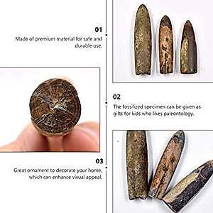 iplusmile 10pcs Paleontology Belemnite Fossil Specimen Science Ornament Laboratory Supply