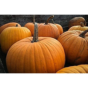 20 Big Max Pumpkin Seeds for Planting - Heirloom Non-GMO USA Grown Premium Vegetable Seeds for Planting - Grows Big Giant Pumpkins up to 100 lbs! Grown for Pies and Halloween Jack O Lanterns