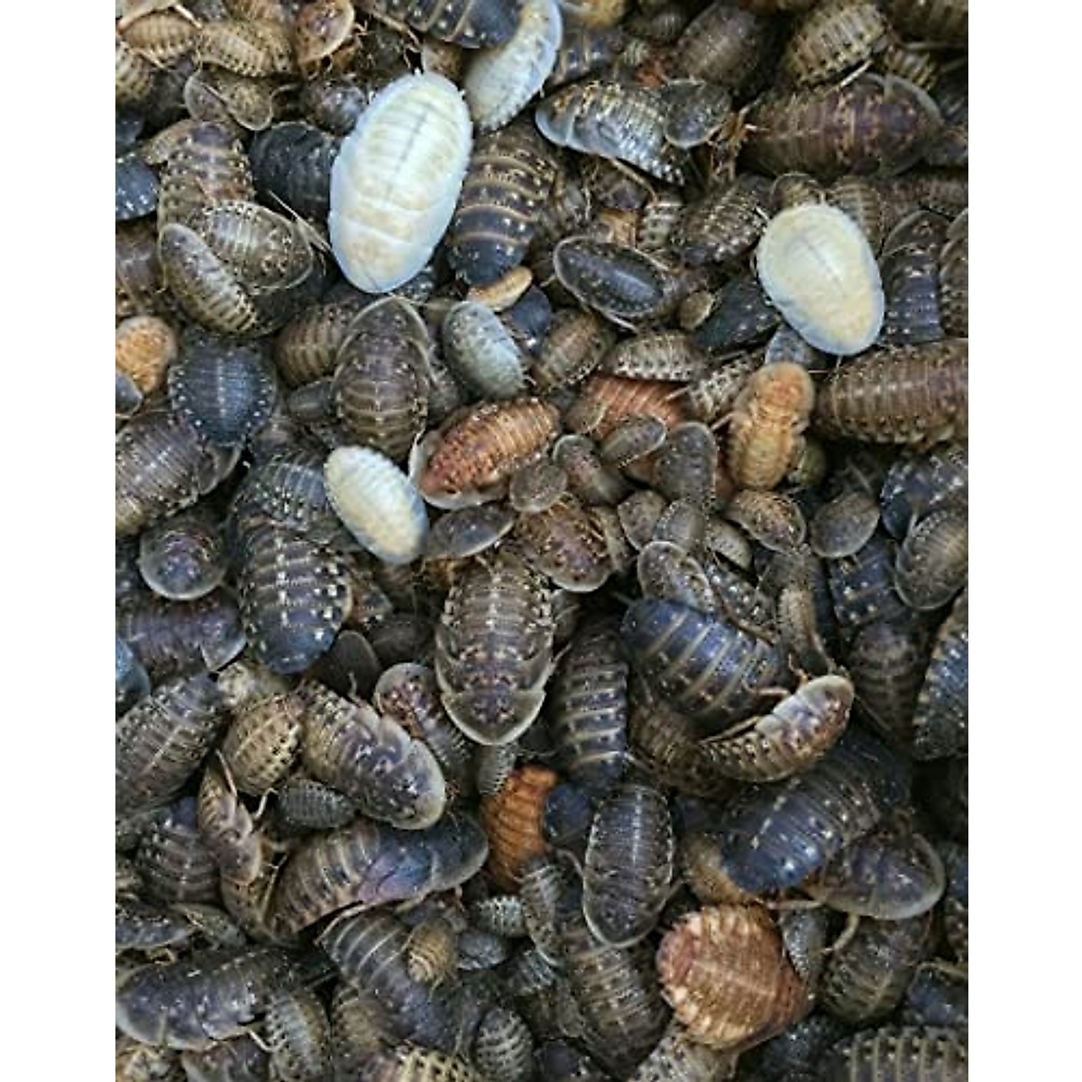 Live Dubia Roaches - 200 Medium Sized (3/8" to 3/4") Dubia Cockroaches - Living Pet Food for Reptiles, Amphibians, Rodents, Birds, Bearded Dragons, Leopard Geckos, Frogs, Tarantulas, Chameleons