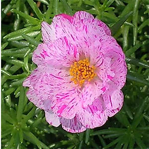Rare Varieties Portulaca Grandiflora Seeds Moss-Rose Purslane Seeds Mixed Color 2000Pcs