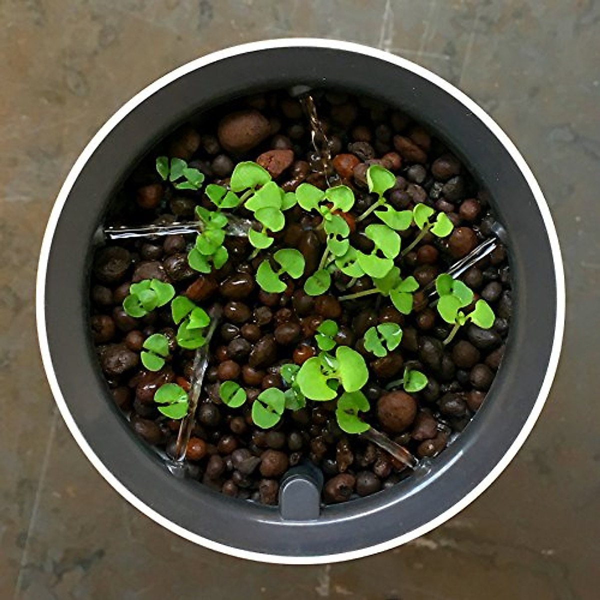 Botanium Hydroponic and Automatic Indoor Gardening Pot, White