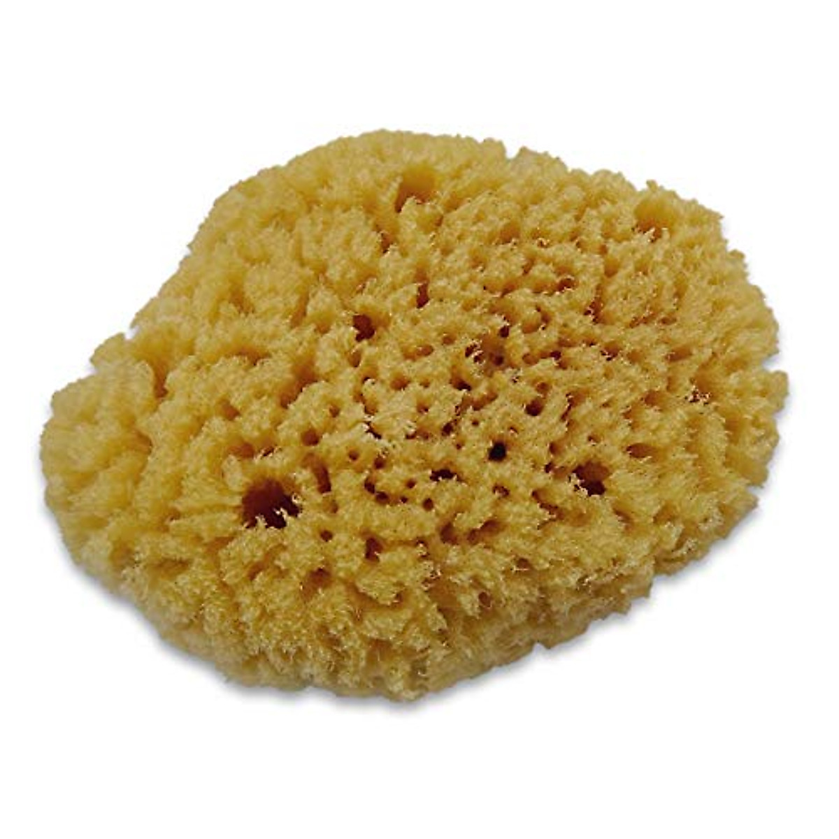 Constantia Pets Hermit Crab Real Sea Sponges - 5 Pack Unbleached, Provides Nutrients, Safer Drinking and Helps Maintain Habitat Tank Humidity