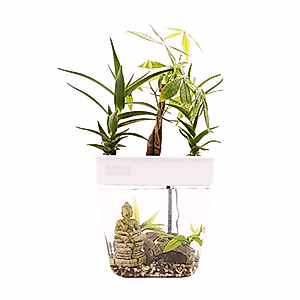 Back to the Roots Indoor Hydroponic Garden - 3 Gallon Self Watering, Mess-Free Planter for Herbs, Microgreens, Bamboo, Succulents, and Houseplants