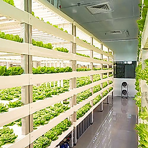 Barrina T5 Grow Lights, Full Spectrum Plant Growing Lamp, 4ft 80W (4 x 20W, 500W Equivalent), LED Grow Light Bulbs, Grow Light for Indoor Plants, Greenhouse, Plug and Play, Yellow, 4-Pack