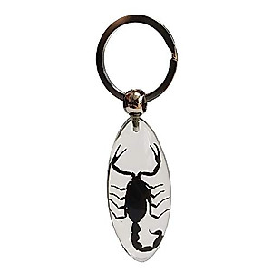 FlyingBean KeyChain With Real Black Scorpion Insect Specimens, Animal Taxidermy Collection, Olive Shape KeyRing Crafts (Scorpion-01)