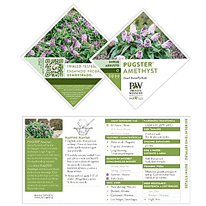 2 Gal. Pugster Ameythst Buddleia Shrub