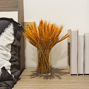 Devilfire 10 Inches Tall (25 cm) Clear Glass Cylinder vases,Pack of 3 Centerpiece Flower Vase,Floating Candle Holder for Home & Garden Decor, Wedding, Party