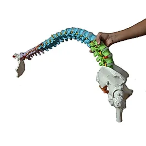 Wellden Medical Anatomical Super Flexible Spine Model with Pelvis and Femur Heads, Color Coded, Life Size