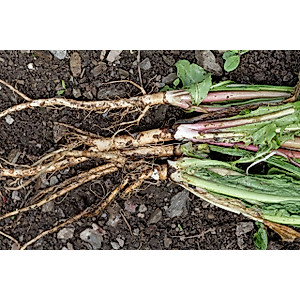 Dandelion Root Tea 1LB (16Oz) | 100% Certified Organic | Loose Dandelion Root Tea (200+ Cups) Cut and Sifted| 100% Raw Albanian Harvest | by U.S. Wellness Naturals