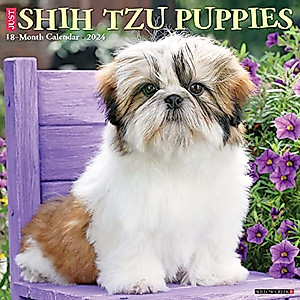 Willow Creek Press Shih Tzu Puppies Monthly 2024 Wall Calendar (12" x 12")