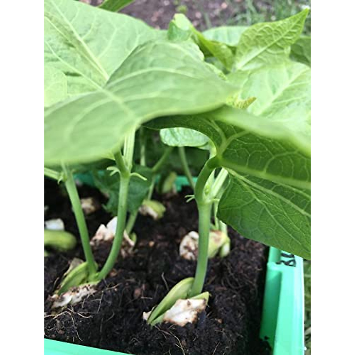 Ladbrooke Genuine Soil Block Maker - 6-Pc. Master Grower Nesting System Includes Maxi, Mini 4, Micro 20, Cubic Inserts, 1" Seed Dibbles, and Grow Tweezers, Made in England