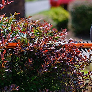 Scotts Outdoor Power Tools HT10020S 20-Inch 3.2-Amp Corded Electric Hedge Trimmer, Grey