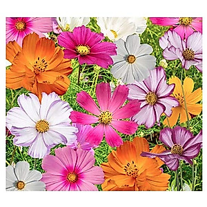 Cosmos Seeds in a Mixture of 11 Varieties - Long Blooming Period in All Zones