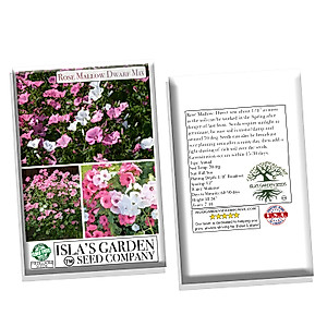 Rose Mallow Dwarf Mix Colored Flower Seeds for Planting, 100+ Seeds Per Packet, (Isla's Garden Seeds), Non GMO & Heirloom Seeds, Botanical Name: Lavatera Trimestris, Great Home Flower Garden Gift