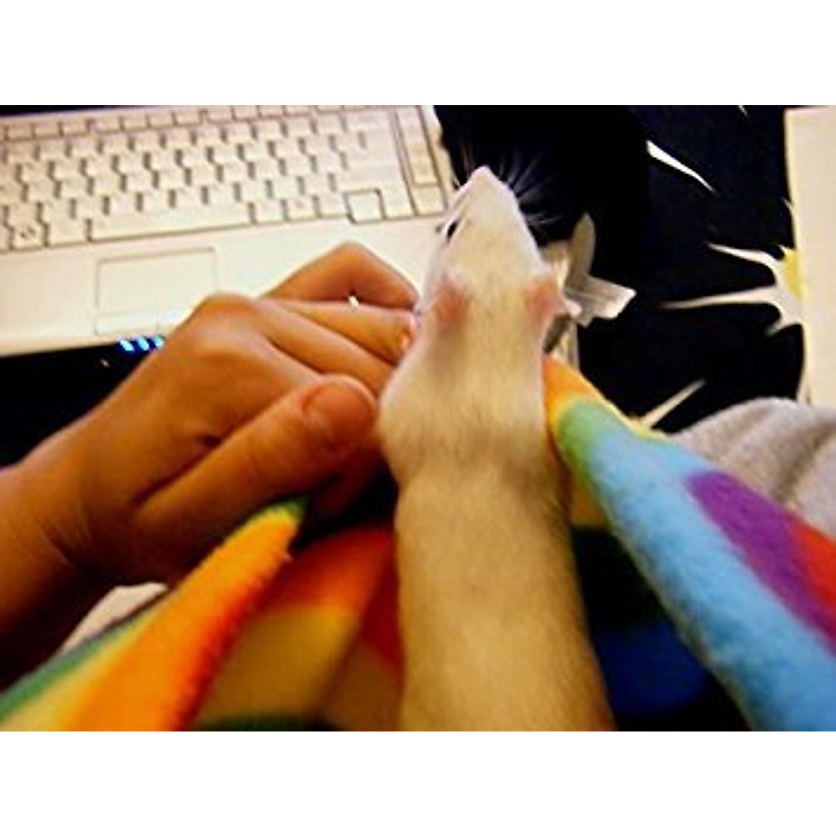 Critter Cuddler Small Animal Carrier and Bonding Pouch Anti-Anxiety Interactive Play Exercise Ring Therapeutic for Pet & Handler Small Dog Cat Hedgehog Puppy Travel Sling - Made in USA (Black)