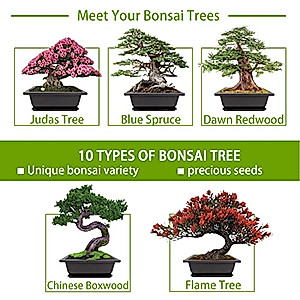 Meekear 10 Bonsai Seeds Kit, Growing into Acacia, Wisteria, Sakura, Red Maple, Black Pine, Blue Spruce, Chinese Boxwood, Dawn Redwood, Flame Tree, Judas Tree for Indoor Outdoor Garden DIY Gifts