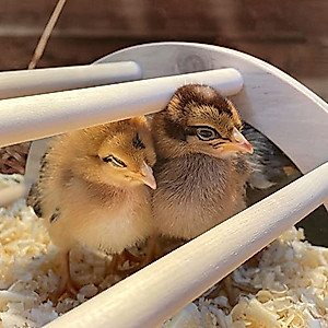 Backyard Barnyard Chick Perch (4 Pack) Made in USA!!! Strong Jungle Gym Natural Wood Roosting Bar Chicken Toys for Brooder and Coop Baby Birds El Pollitos La Pollita Pollos Gallinas Polluelos