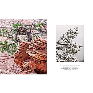 Trees (Gift Edition): Between Earth and Heaven