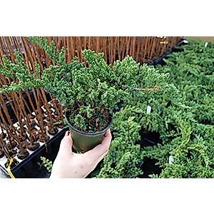 Dwarf Japanese Garden Juniper- Juniperus procumbens ‘Nana’ - 4" Potted - Healthy Evergreen Plant - Plant Great for Bonsai - Each 1 by Growers Solution