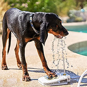 Outdoor Dog Water Fountain, Step On Paw Activated Dispenser for Dogs, Upgraded Sprinkler, Easy to Use and Sturdy for Fresh Drinking Water