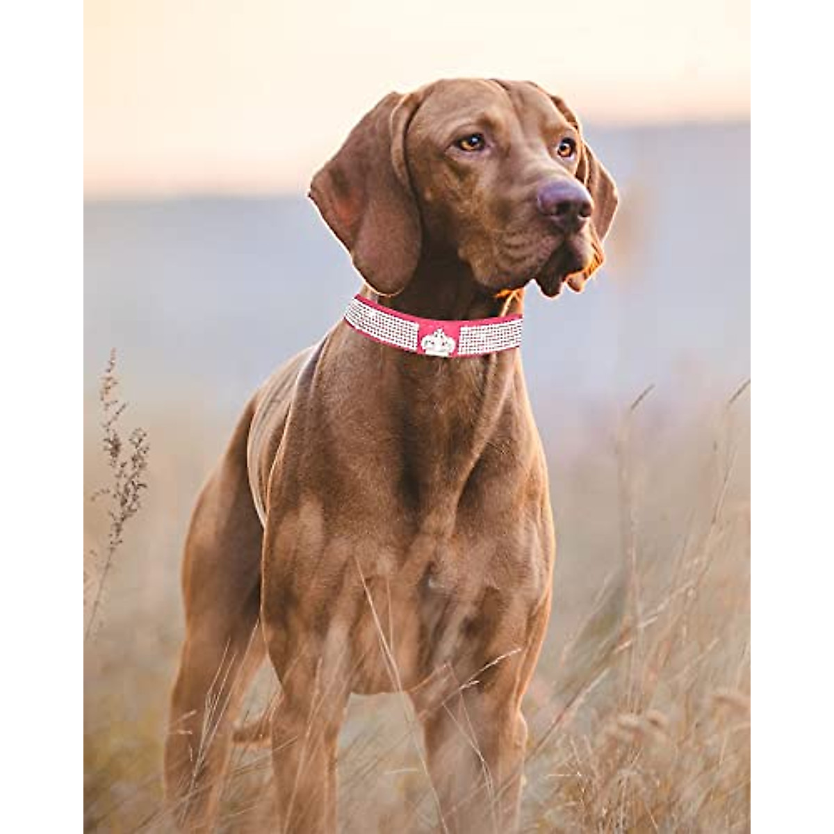 Bling Dog Collar for Small Medium Large Dogs, Crown Rhinestone Dog Collars for Girl and boy Dog, Diamond Puppy Collars, Adjustable Leather Suede SOFE Cat Collar (XS(8.2"-10.6"/21CM-27CM), Rose Red)