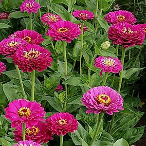 Outsidepride Zinnia Elegans Dahlia Purple Heat & Drought Tolerant Garden Cut Flowers - 1000 Seeds