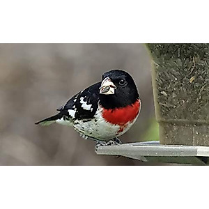 PRDSeed Black Oil Sunflower Seeds for Birds - Premium Bird Seed Mix, Ideal for Chickens & Wild Birds, Bird Sunflower Seed (10lbs)