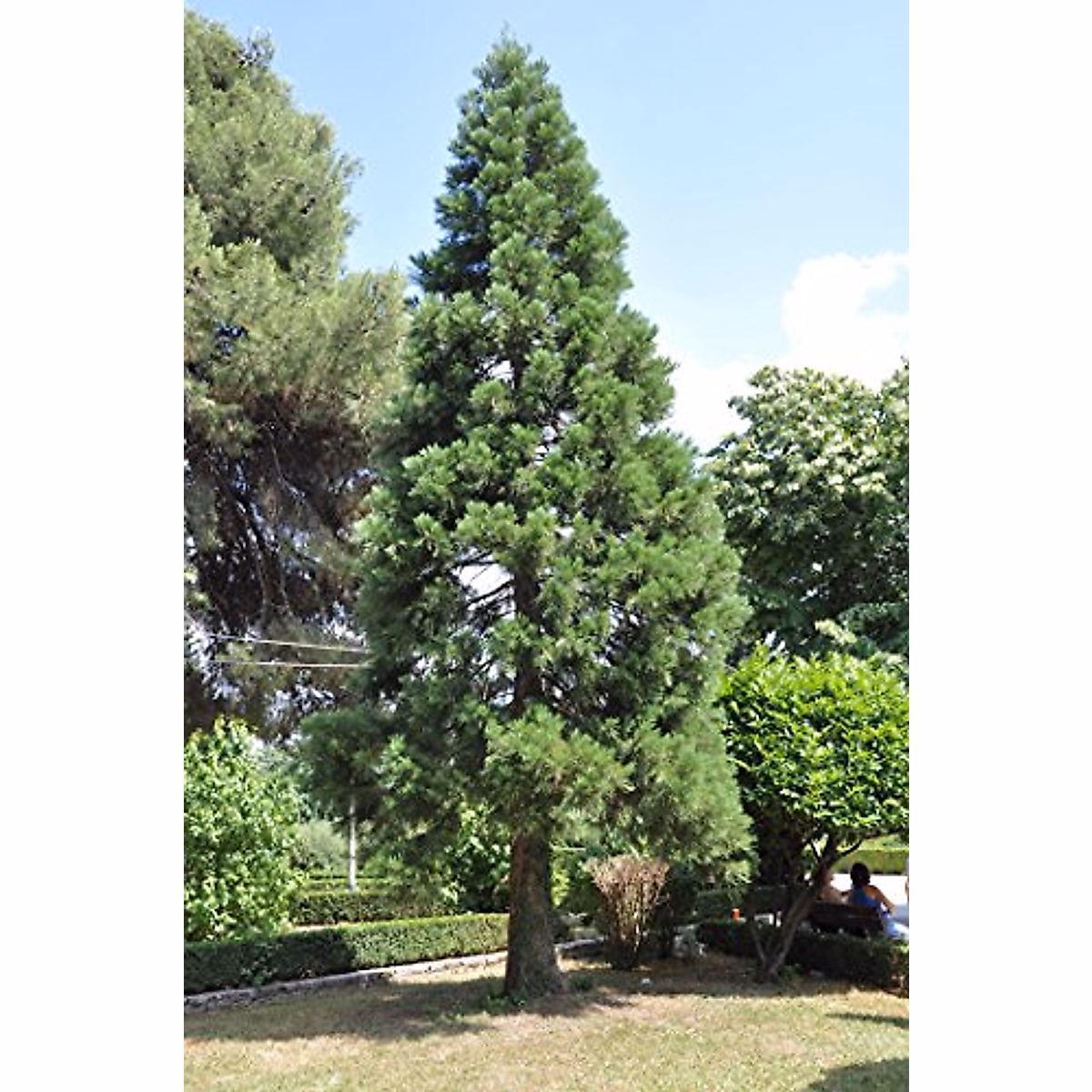 Giant Sequoia | Small Tree Seedling | The Jonsteen Company