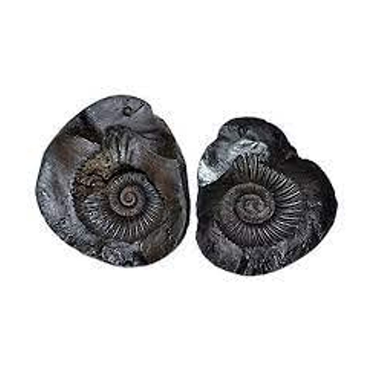 Shaligram Laxmi Narayan Saligram Vasudev Shaligram Pooja Item Diwali Item Dhanteras Vishnu Shaligram from Gandaki River Nepal (Black)