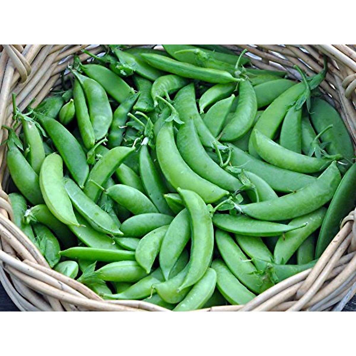 30 Sugar Snap Pea Seeds for Planting Heirloom Non GMO 7+ Grams Garden Vegetable Bulk Survival