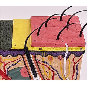 ZALTAS 50X Enlarged Anatomical Model Skin Model Anatomy for Science Classroom Study Display Teaching Medical Model Human Body Anatomy Replica A