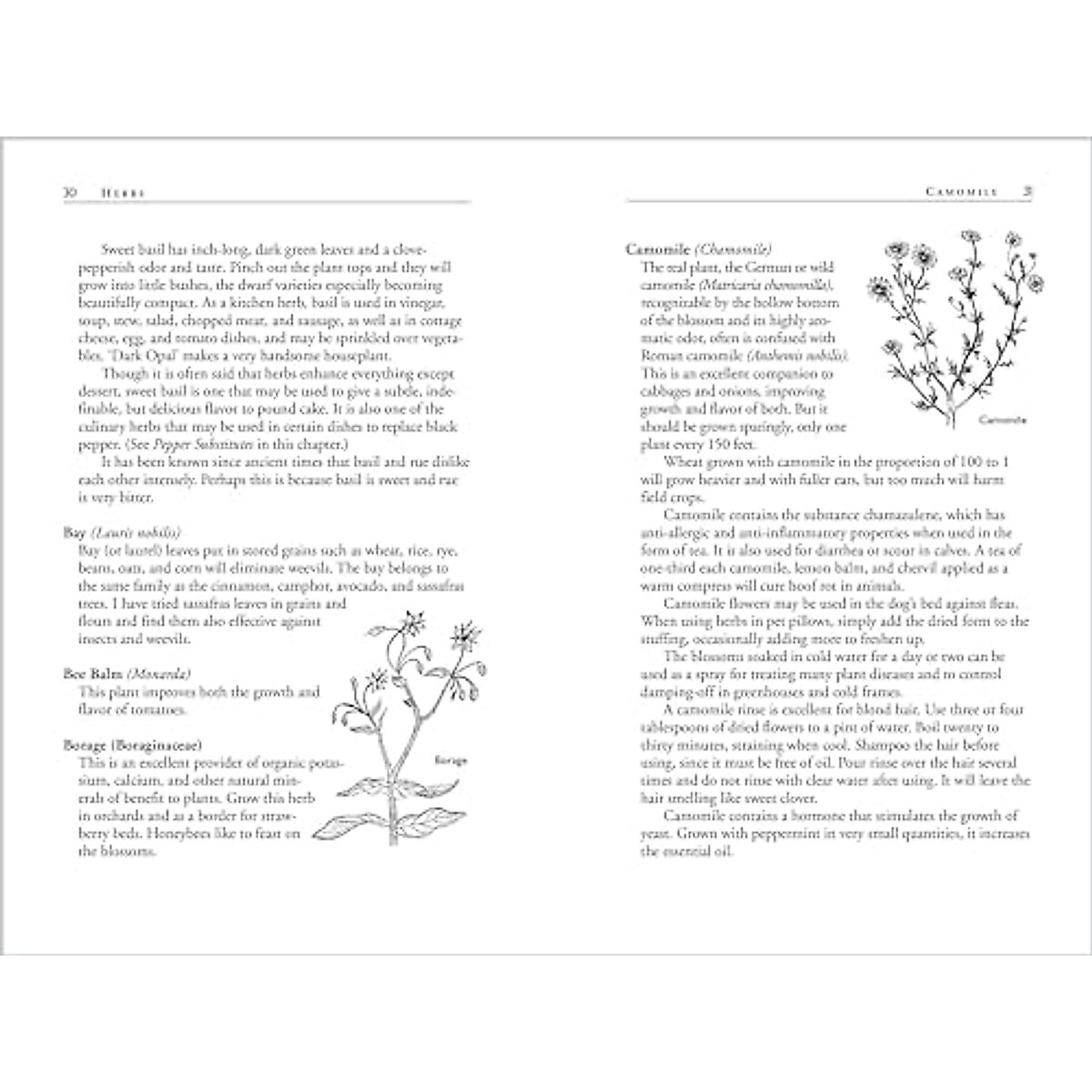 Carrots Love Tomatoes: Secrets of Companion Planting for Successful Gardening