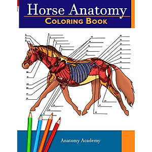 Horse Anatomy Coloring Book: Incredibly Detailed Self-Test Equine Anatomy Color workbook | Perfect Gift for Veterinary Students, Horse Lovers & Adults