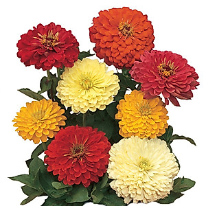 Burpee Big Tetra Mix Zinnia Seeds 65 seeds