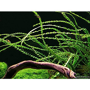 Crinum Calamistratum Onion Plant - Easy Tropical Live Aquarium Plant