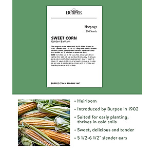 Burpee Golden Bantam Sweet Corn Seeds 200 seeds