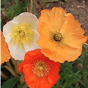 Iceland Poppy Seeds Flower Mix, 3000 Heirloom Flower Seeds Per Packet, Non GMO Seeds, Botanical Name: Papaver nudicaule, Isla's Garden Seeds
