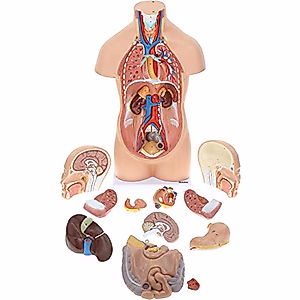 Axis Scientific 12-Part Unisex Mini Torso Anatomy Teaching Model, Includes Teaching Booklet