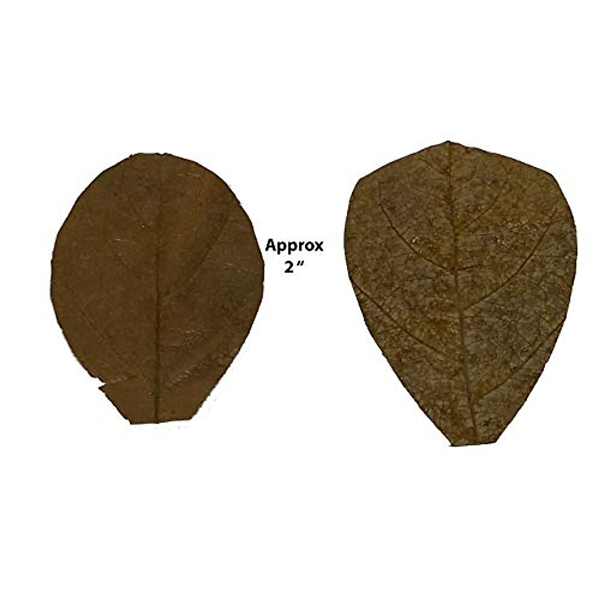 Awesome Aquatic Betta/Shrimp Leaves 25 Mini 2" Premium Catappa Indian Almond Leaves Natural Habitat Tannin Producing Improves Immunity, Easy to USE