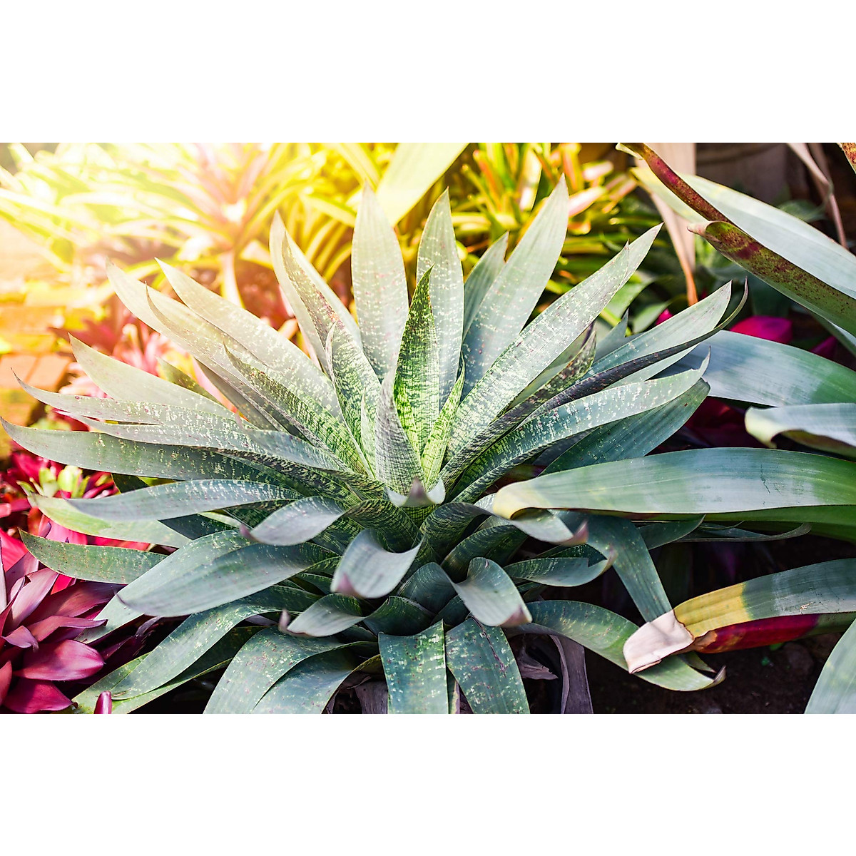 Bromeliad Fertilizer Liquid Plant Food for Bromeliads | Cryptanthus, Guzmania, Neoregelia Aechmea and Tillandsia Air, Aquatic Arts