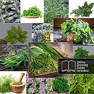 14 Culinary Herb Seeds Pack - Heirloom and Non GMO, Grown in USA - Indoor or Outdoor Garden - Basil, Parsley, Dill, Cilantro, Rosemary, Mint, Thyme, Oregano, Marjoram, Tarragon, Chives, Sage & More