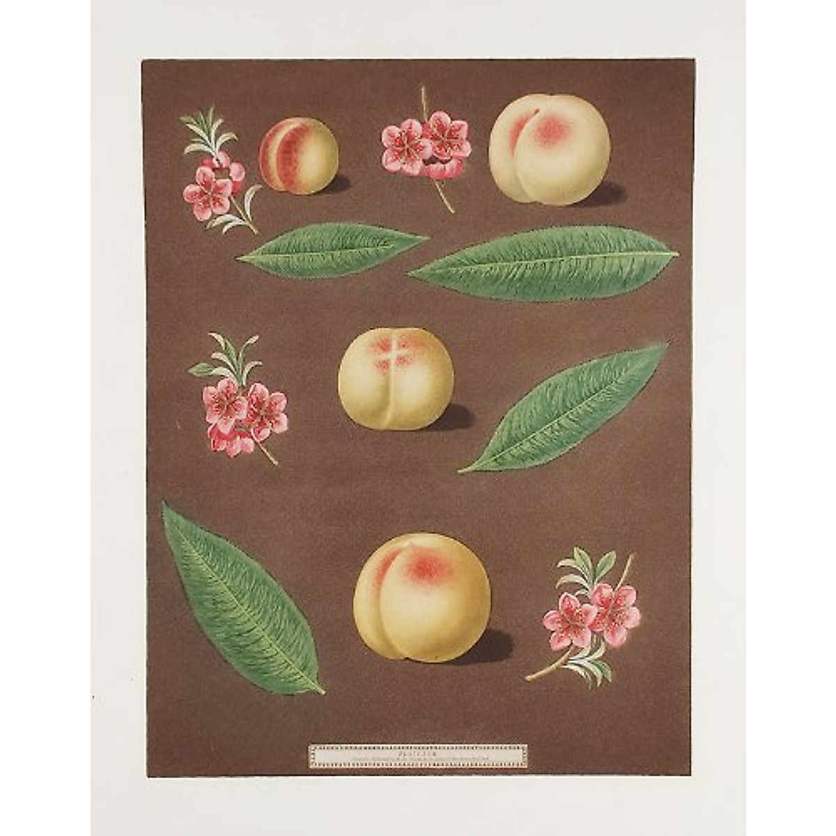 [Peach] Red Nutmeg, Hemskirk Peach