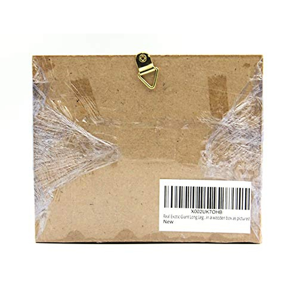 Real Exotic Giant Long Leg Weevil Snout Beetle (Cyrtotracheulus Dux) Male- Taxidermy Insect Bug Collection Framed in a Wooden Box as Pictured (Spread Wings)