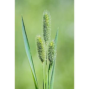 Timothy Grass Seed Climax 1 Pound OrOlam