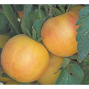 25 Seeds Garden Peach Tomato - Juicy & Tasty!!! Great Tomato..