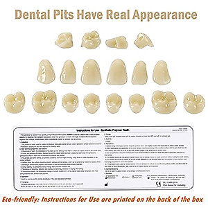 Dental Acrylic Resin Denture False Teeth A3, T6 Synthetic Polymer Resin Fake Teeth for Replacement, Halloween, DIY (28 Pcs/Set)