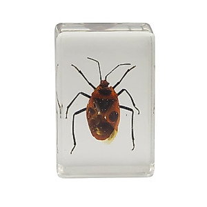 Celestron 44407 3D Bug Specimen Kit #1 (Black, Brown, Yellow)