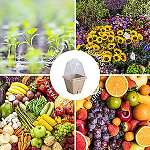 PURPLE STAR 1N 20 PCS Seeding Starter Peat Pots with Humidity Dome-2.3 Inch Square Biodegradable Plant Nursery Pots-Eco-Friendly Seedling Planting Pot for Garden Vegetable Flower Germination